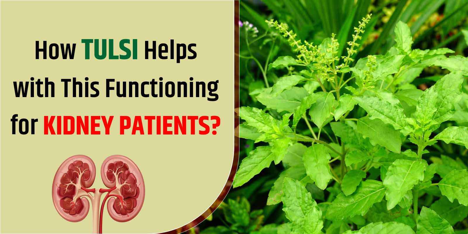 Benefits of Tulsi for Kidney Patients | Natural Support