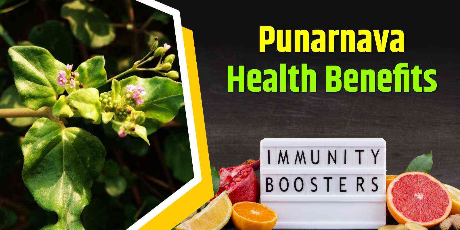 Punarnava Health Benefits: Ancient Herb for Vitality