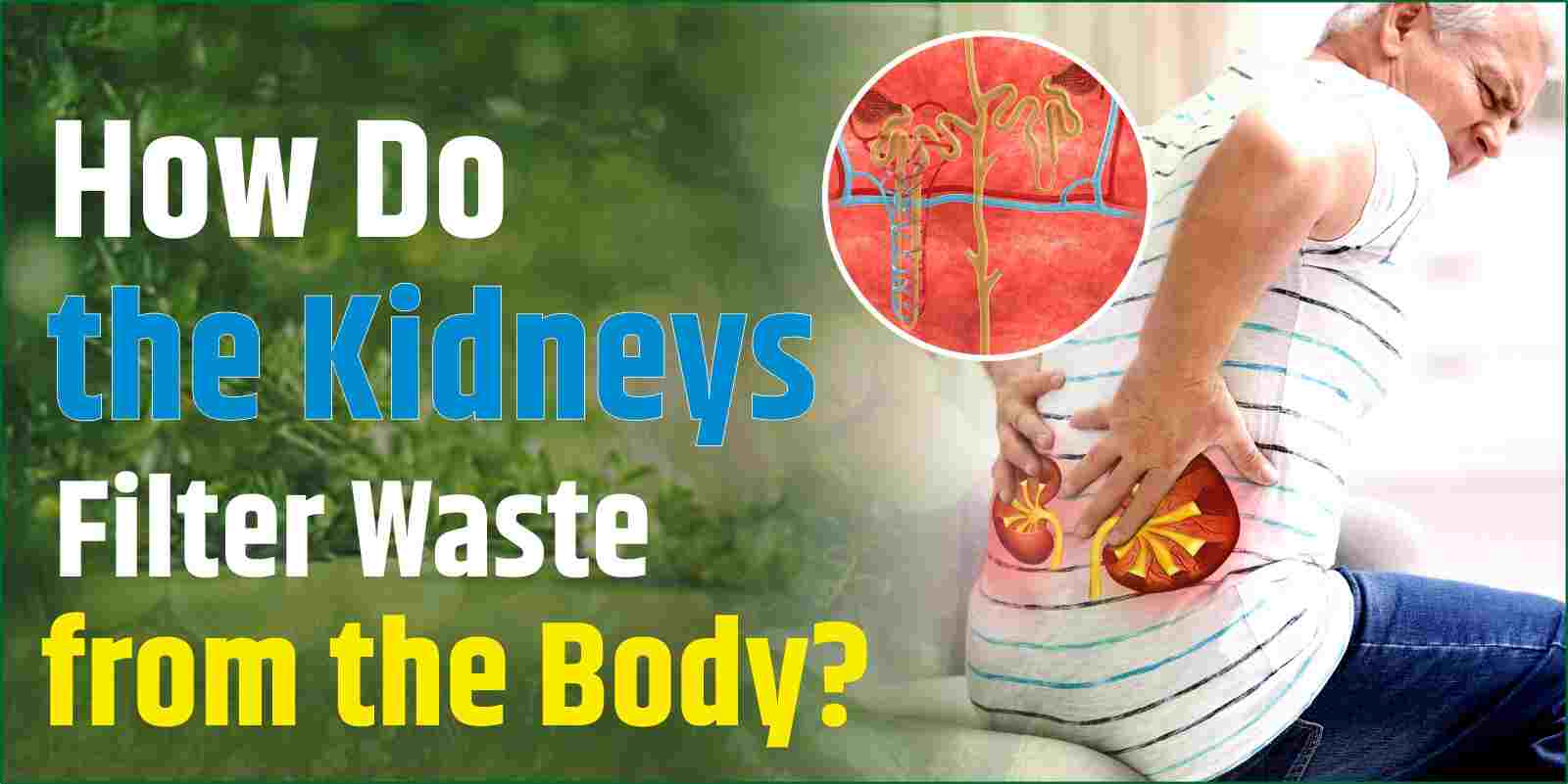 How Do the Kidneys Filter Waste? Understanding the Process