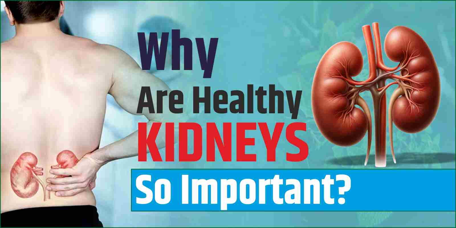 Why Are Healthy Kidneys So Important for Your Body?