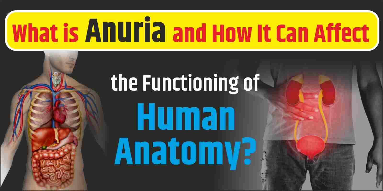 What Is Anuria? Effects on Kidney Function & Human Anatomy